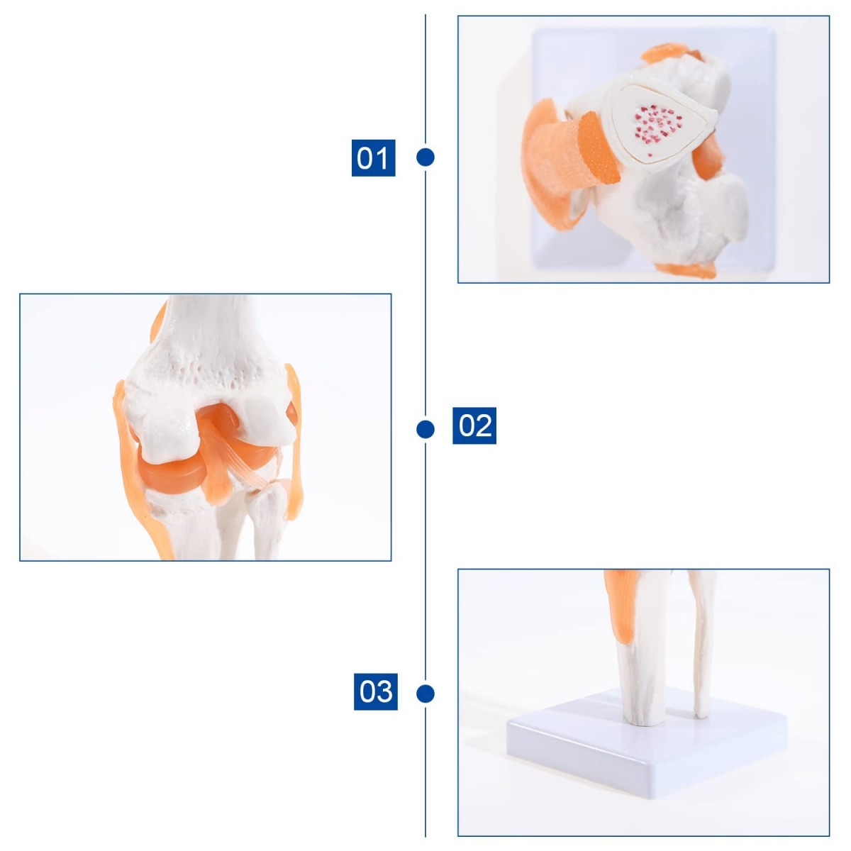 Knee Joint Model With Flexible Ligaments Life Size For Anatomical